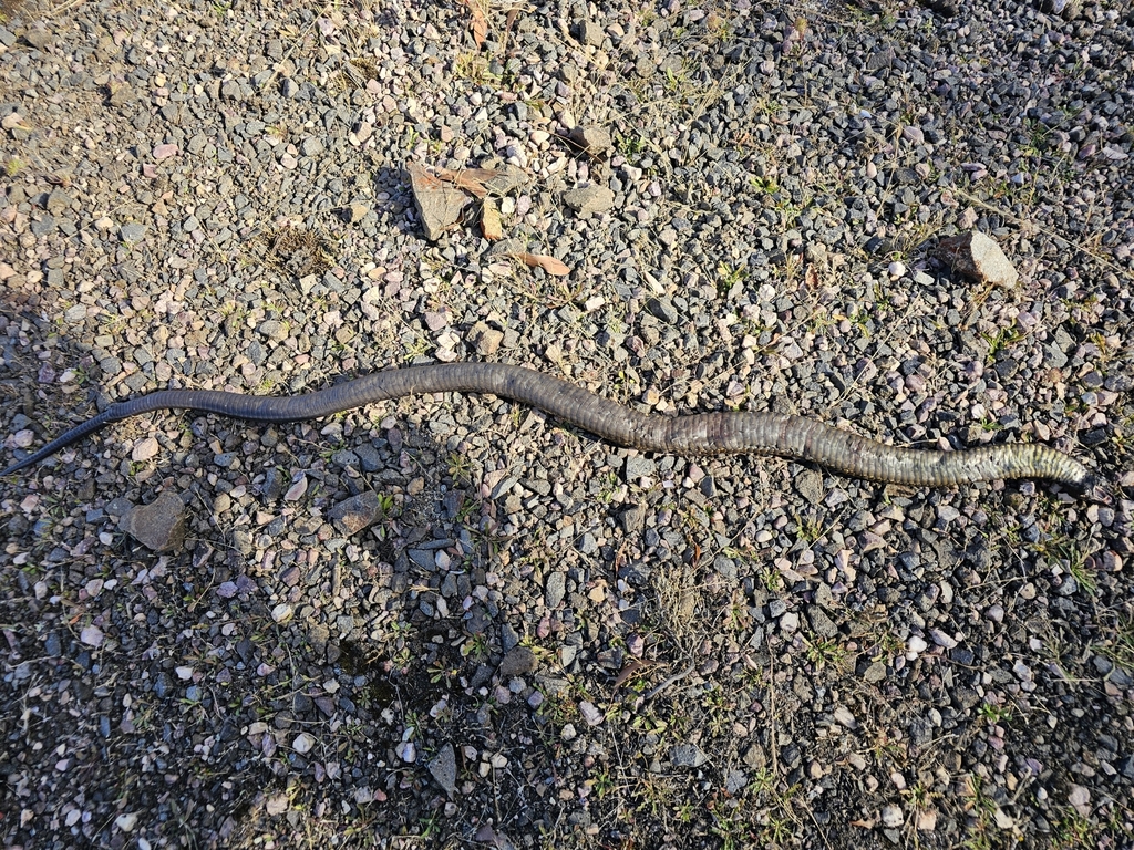 Tiger Snake from Breona TAS 7304, Australia on March 5, 2025 at 05:06 ...