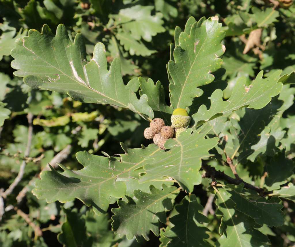 Persian oak (Quercus macranthera) - Botanical Realm