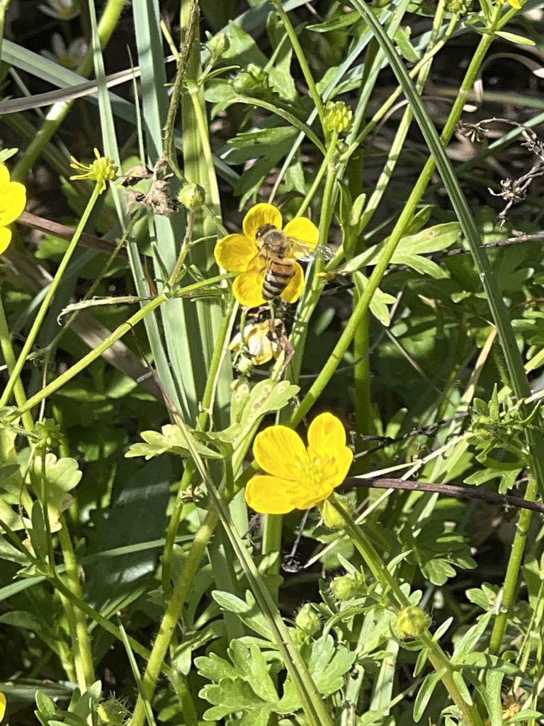 Western Honey Bee from George Bush Park, Houston, TX, US on March 6 ...