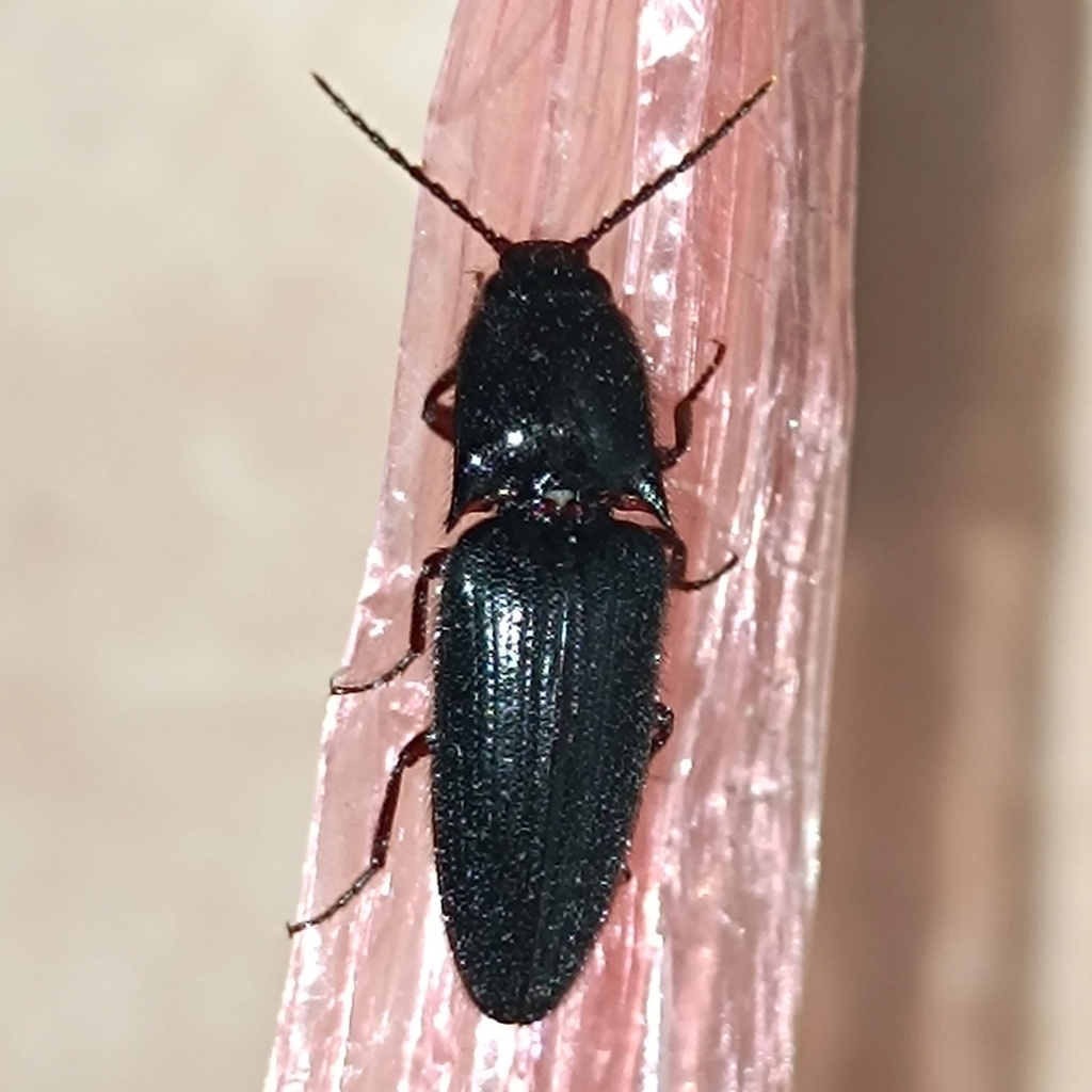 Priopus in March 2025 by Sutthikhun Phaengphongsai · iNaturalist