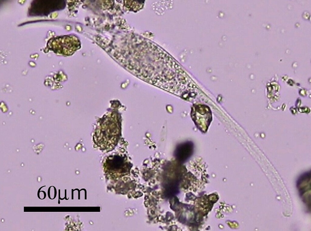 Litonotus cygnus from Dupree Park on March 02, 2025 at 03:26 PM by ...