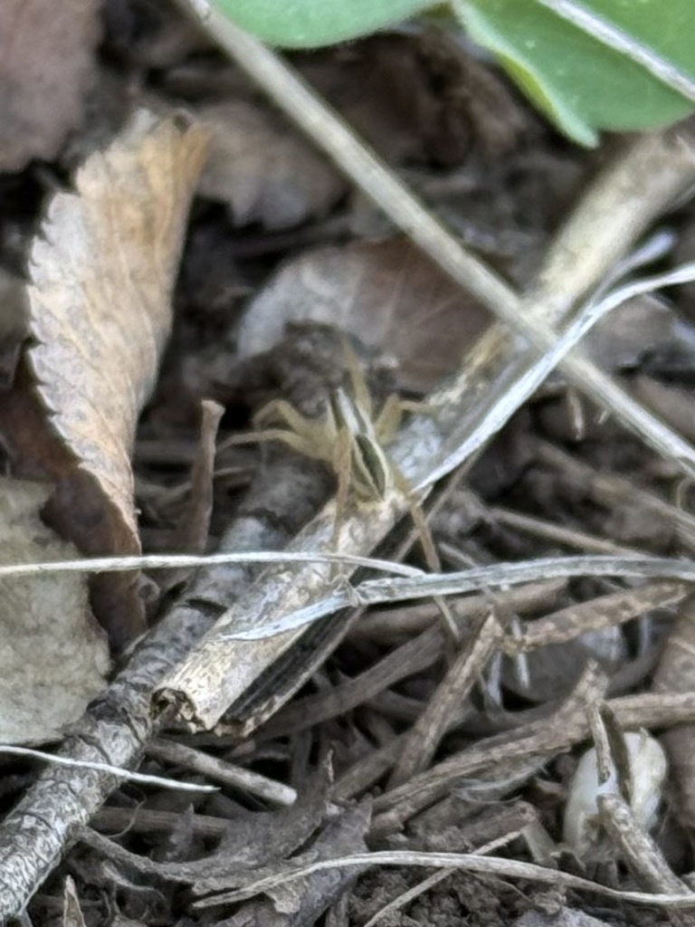 Rabid Wolf Spider from San Marcos, TX, US on March 5, 2025 at 05:05 PM ...