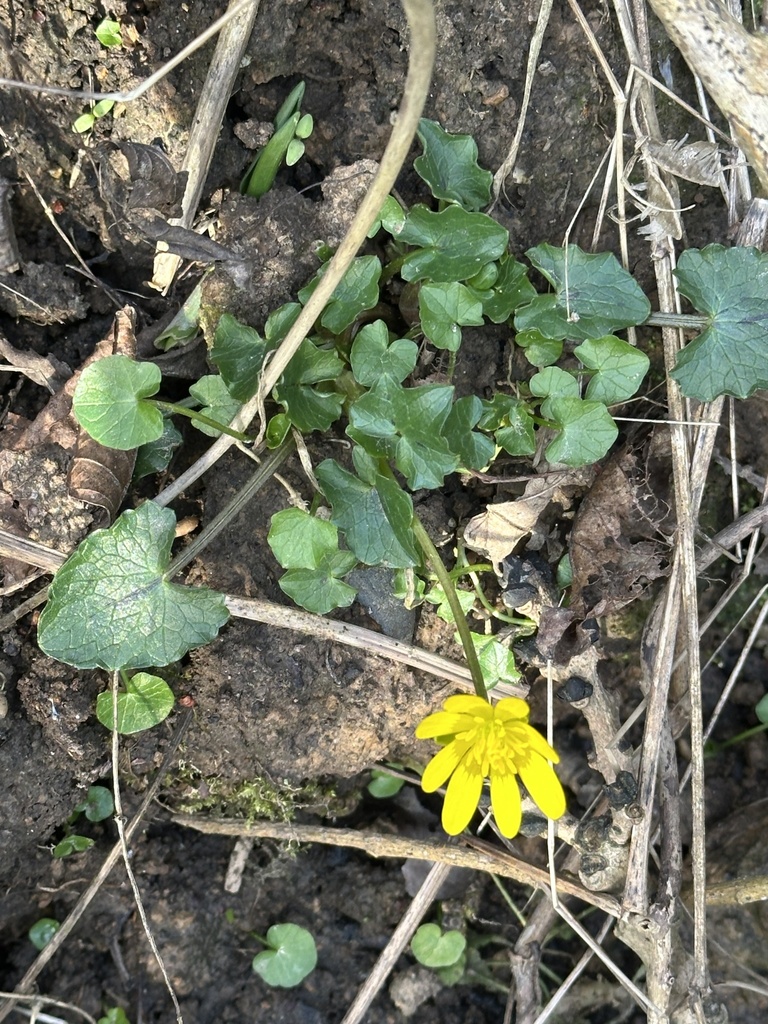 lesser celandine from Shenfield, Brentwood, England, GB on March 6 ...