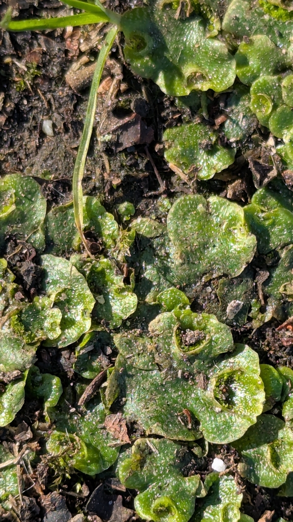 Crescent-cup liverwort from Ennerdale House, Woodberry Down, London N4 ...