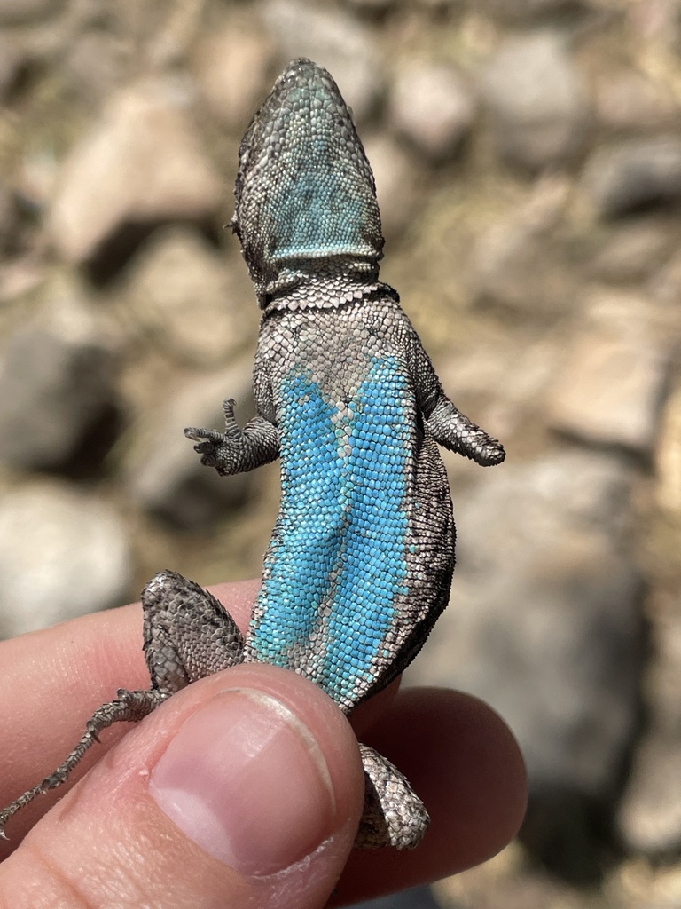 Ornate Tree Lizard from University of Arizona Shantz Building, Tucson ...