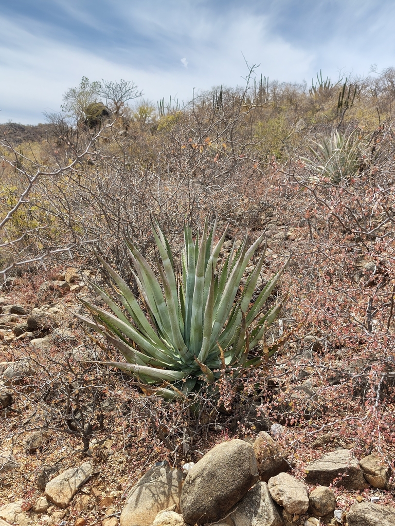 Baja California Sur Century Agave from 23248 B.C.S., México on March 6 ...