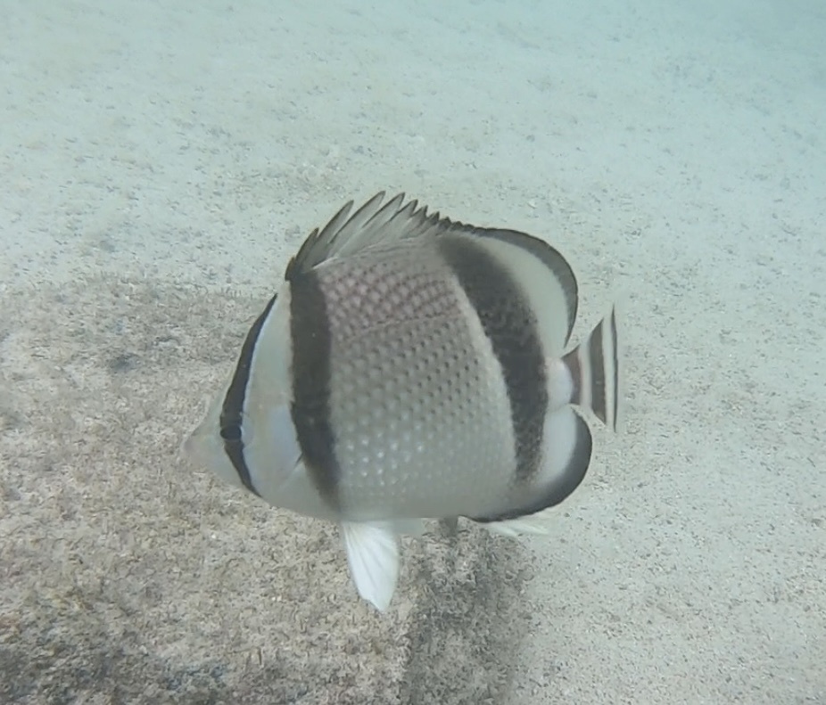 Three-banded Butterflyfish from Bahía Academia, Santa Cruz, Galapagos ...