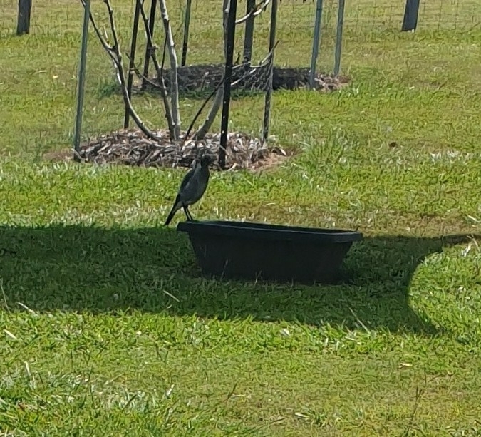 Australian Magpie from Dayboro Showgrounds on March 1, 2025 at 12:04 PM ...