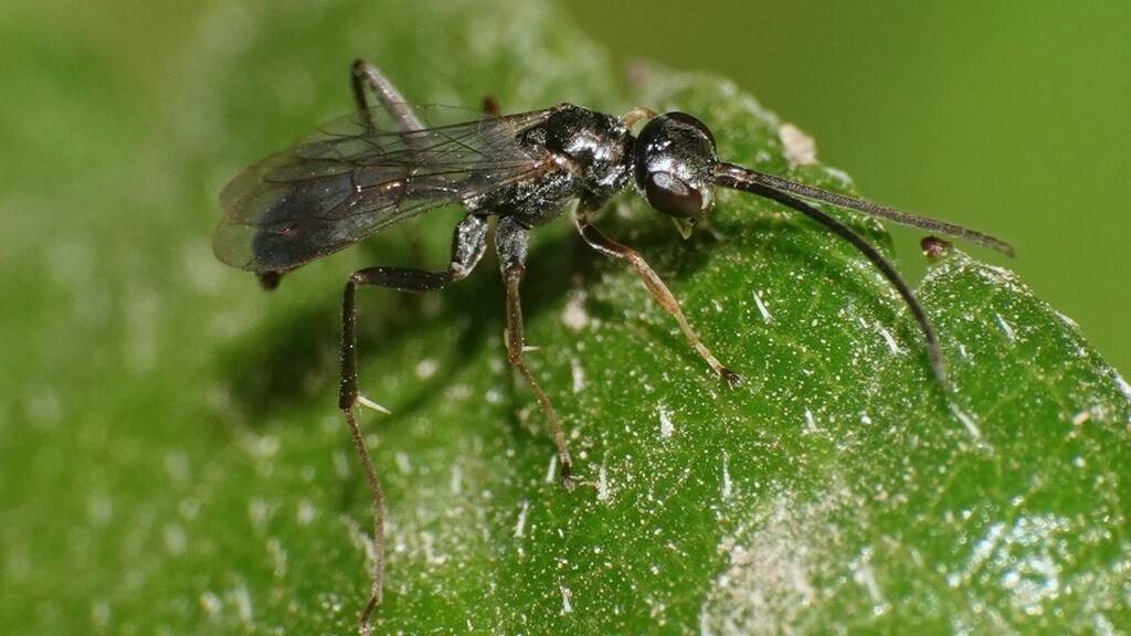 Pepsinae from Dream Park on March 5, 2025 at 09:42 AM by Dinesh Sharma ...