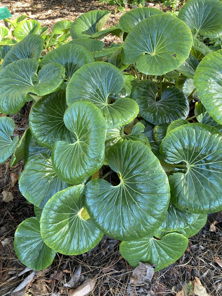 leopard-plant from Christchurch Botanic Gardens, Christchurch ...