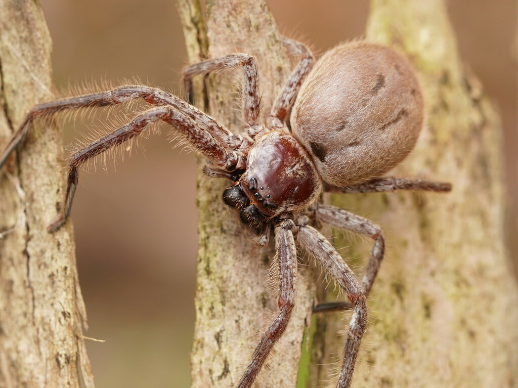 Mountain Huntsman from Gembrook VIC 3783, Australia on November 20 ...