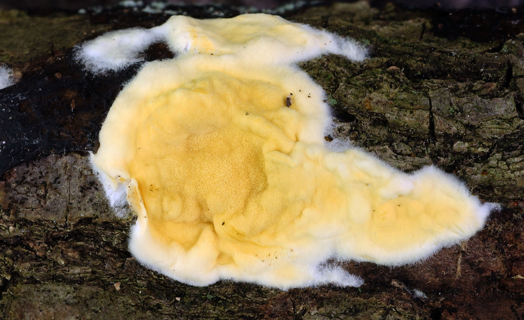 Hypocrea sulphurea (Fungi of Massachusetts) · iNaturalist
