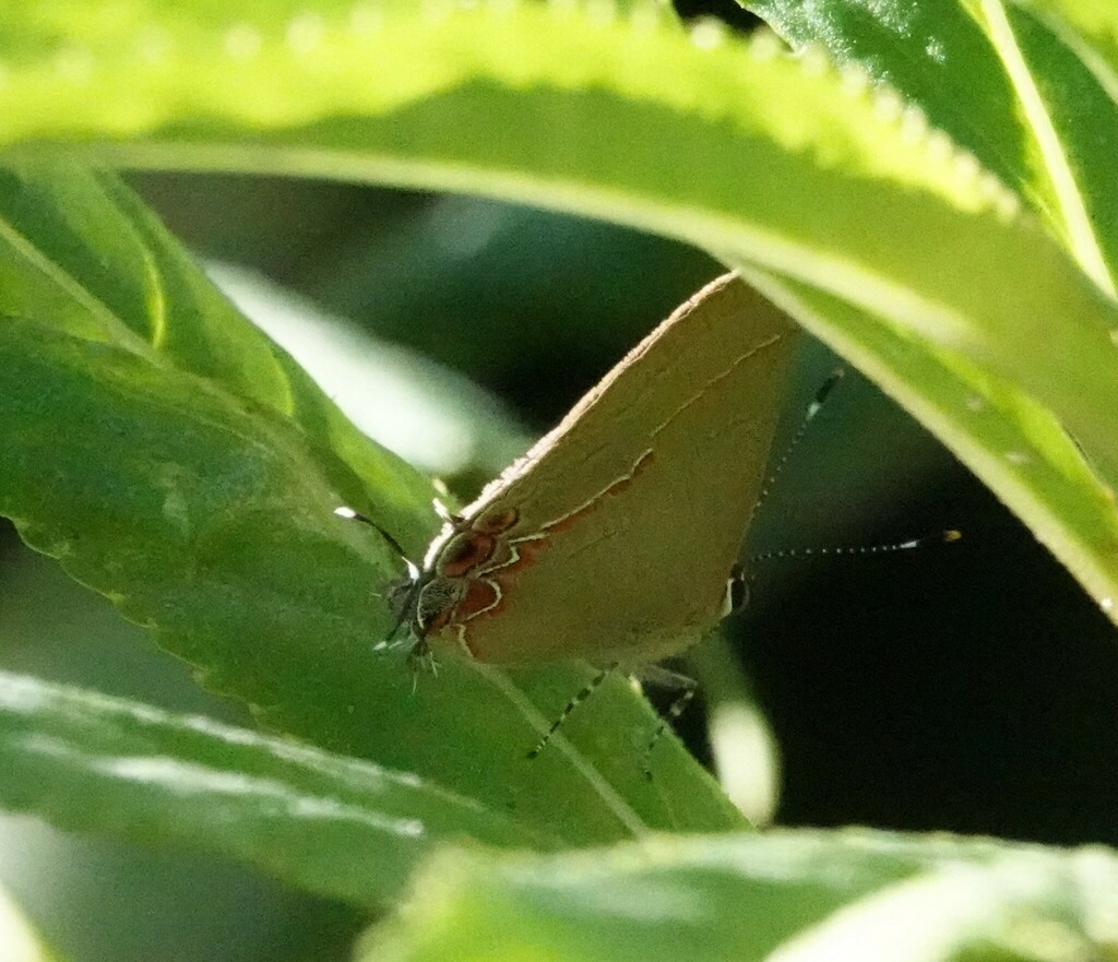 Dusky-blue Groundstreak from Heredia Province, Cantón de Santo Domingo ...