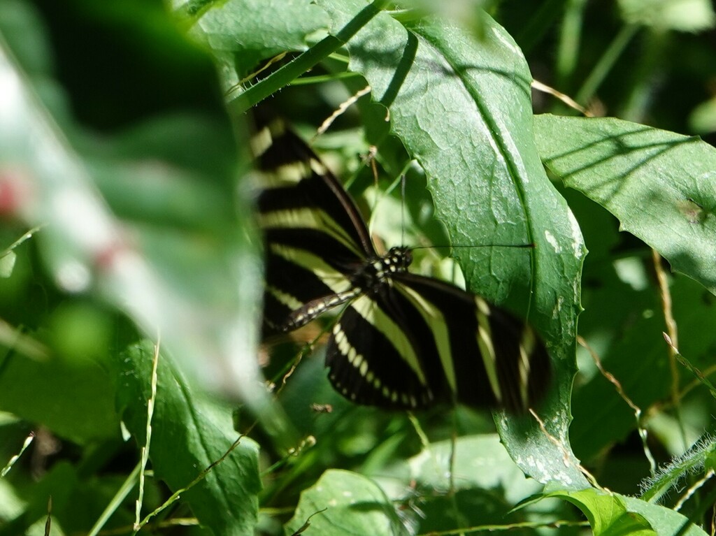 Zebra Longwing from Heredia Province, Cantón de Santo Domingo, Costa ...