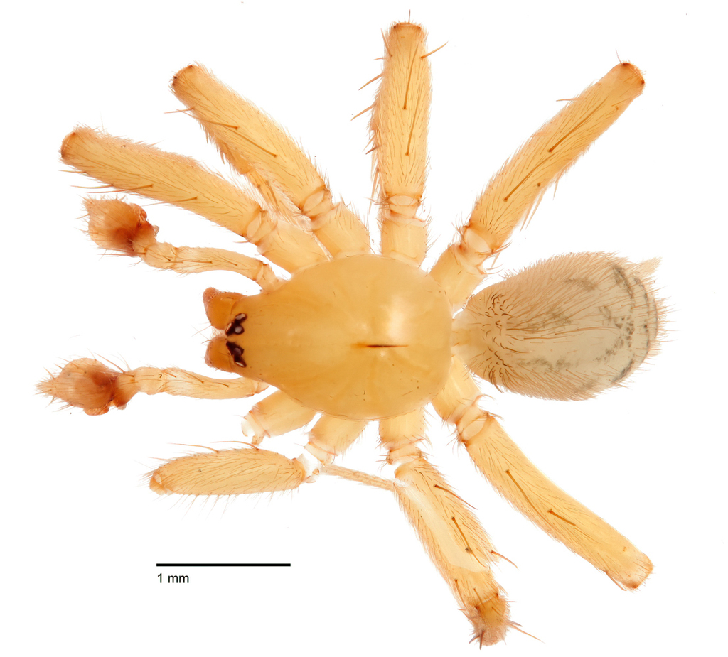 Yorima angelica from Ventura County, CA, USA on February 16, 2009 at 12 ...