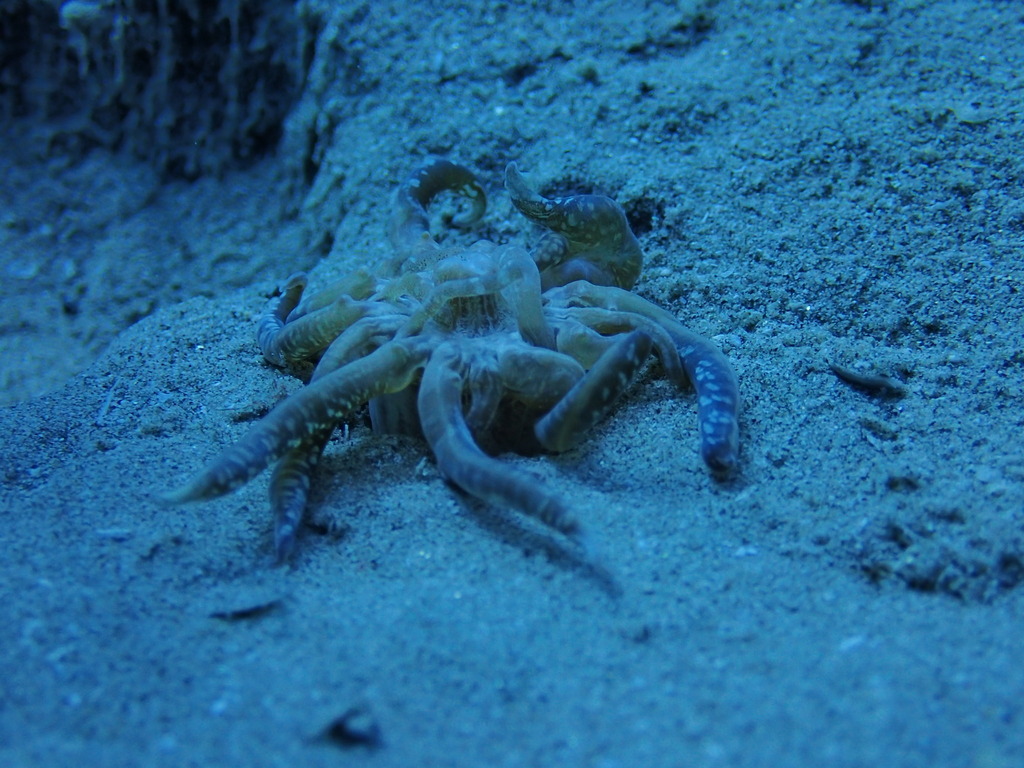 Edwardsiidae from Marsa 'Alam, EG-BA, EG on March 8, 2024 at 09:46 AM ...