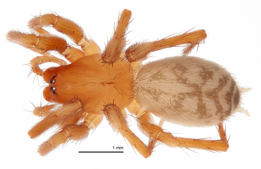 Yorima angelica from Ensenada, Baja California, Mexico on March 25 ...