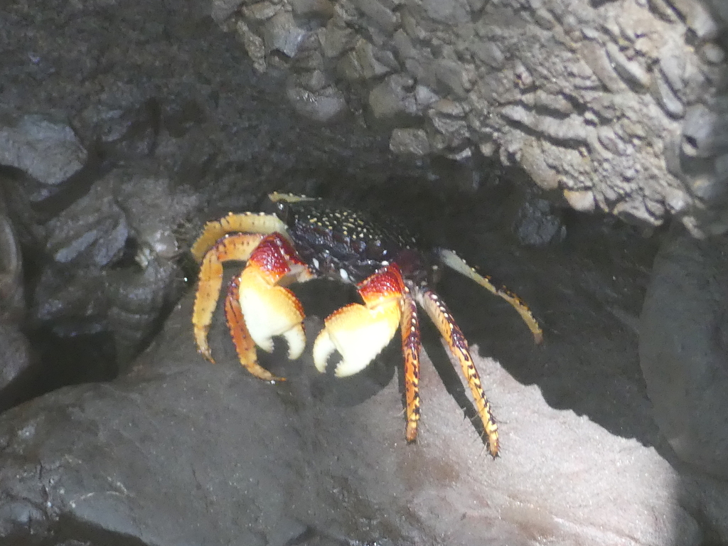 Racer Mangrove Crab from Q3QG+W4J refuge faunique national Curú ...