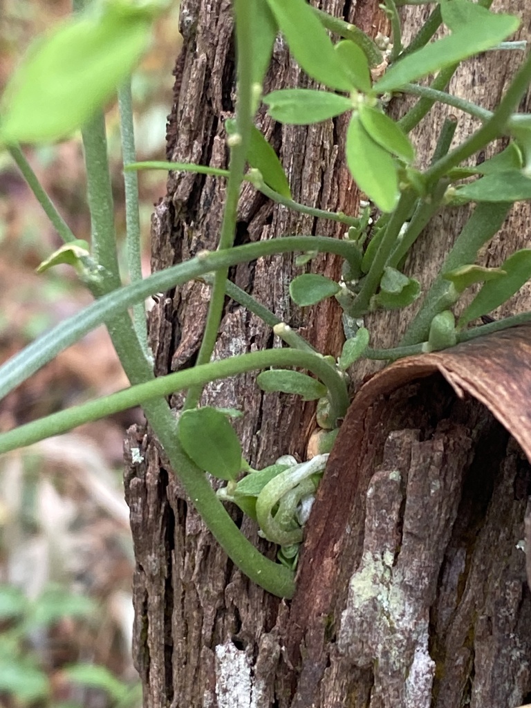 winged broom-pea (Jacksonia scoparia) - Botanical Realm