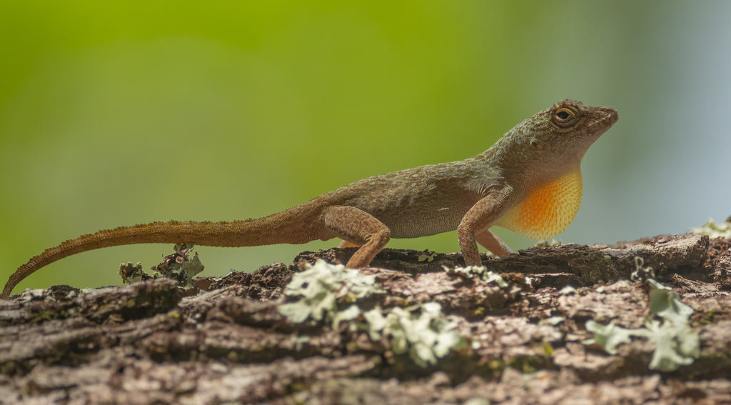 Bark Anole from Frenchman's Forest Natural Area 12201 Prosperity Farms ...