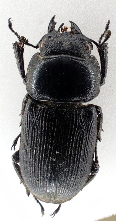 Dorcus mencius from HCCM+3H Emeishan City, Leshan, Sichuan, Čína on ...