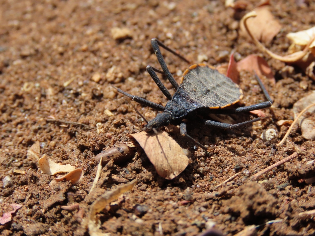 Dipetalogaster maxima from 23248 B.C.S., México on January 09, 2018 at ...