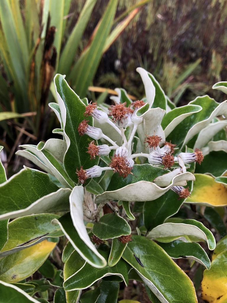 Brachyglottis from South Island / Te Waipounamu, Waitati, Otago, NZ on ...