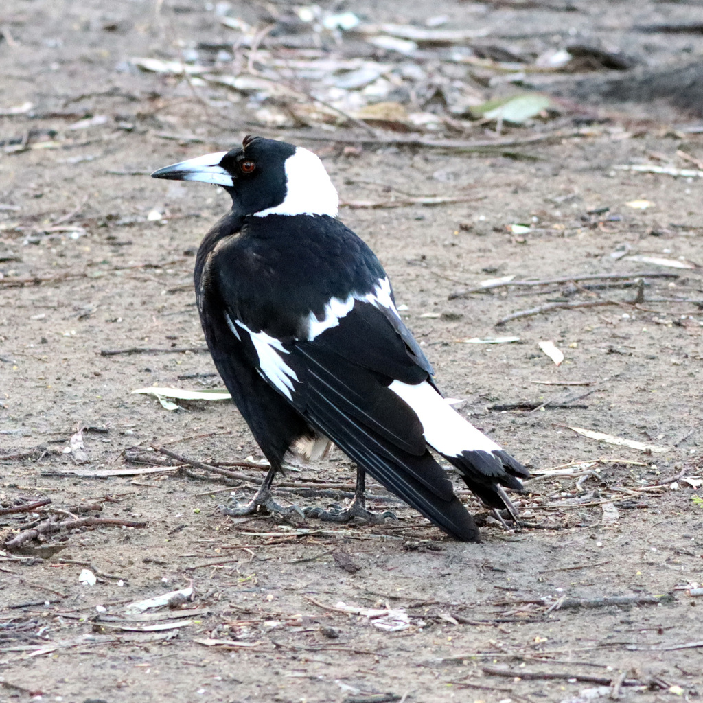 Australian Magpie from Berri SA 5343, Australia on October 6, 2023 at ...