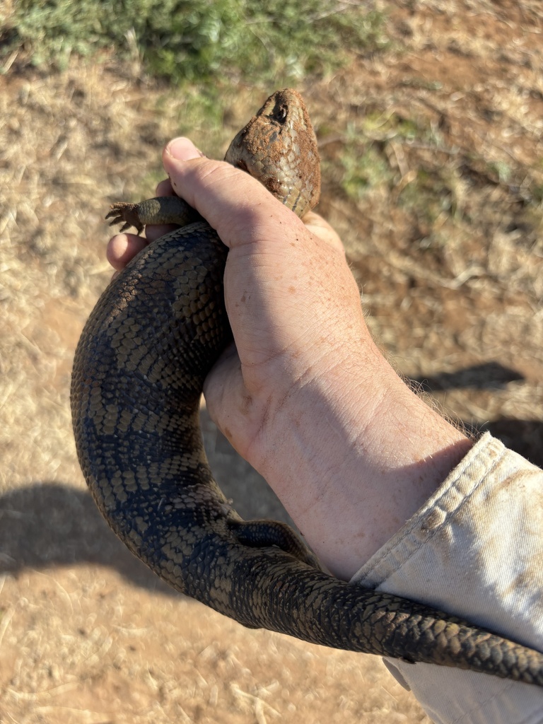 Common Bluetongue from Two Wells Rd, Buchfelde, SA, AU on March 7, 2025 ...