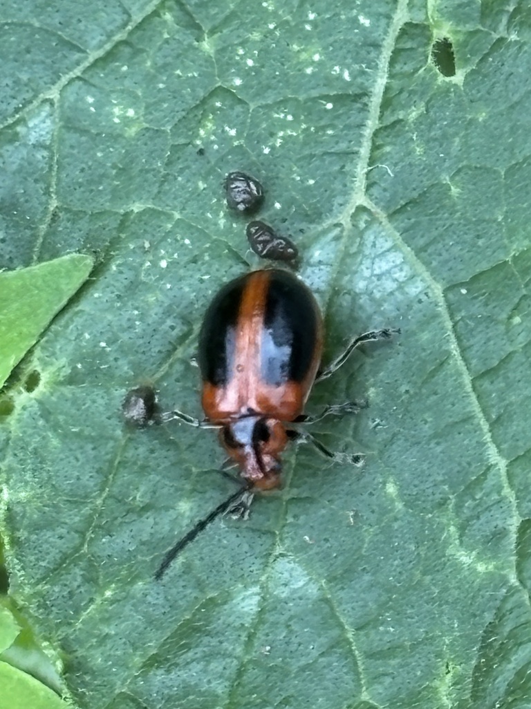 Orange Oides Leaf Beetle from Burraneer Rd, Coomba Park, NSW, AU on ...