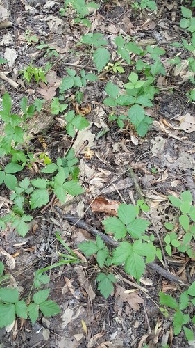 common dewberry (Hot Springs National Park) · BioDiversity4All