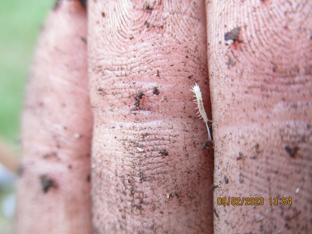 Symphylans from 5 Narrawa Rd, Wights Mountain QLD 4520, Australia on ...