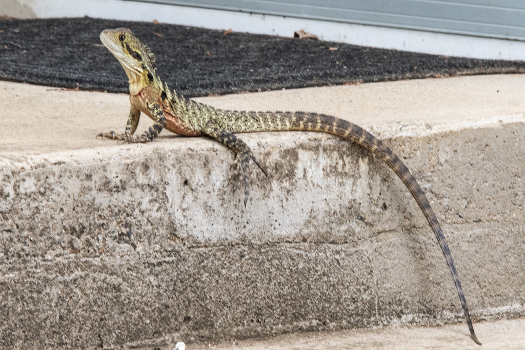 Eastern Water Dragon from Esk QLD 4312, Australia on March 6, 2025 at ...