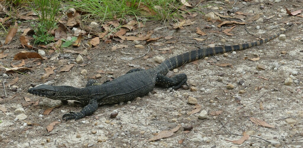 Heath Monitor from North Turramurra NSW 2074, Australia on February 19 ...