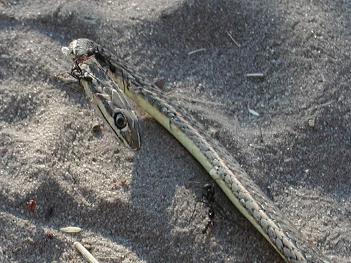 Cape Sand Snake from Makalamabedi farmland, Botswana on May 24, 2005 by ...