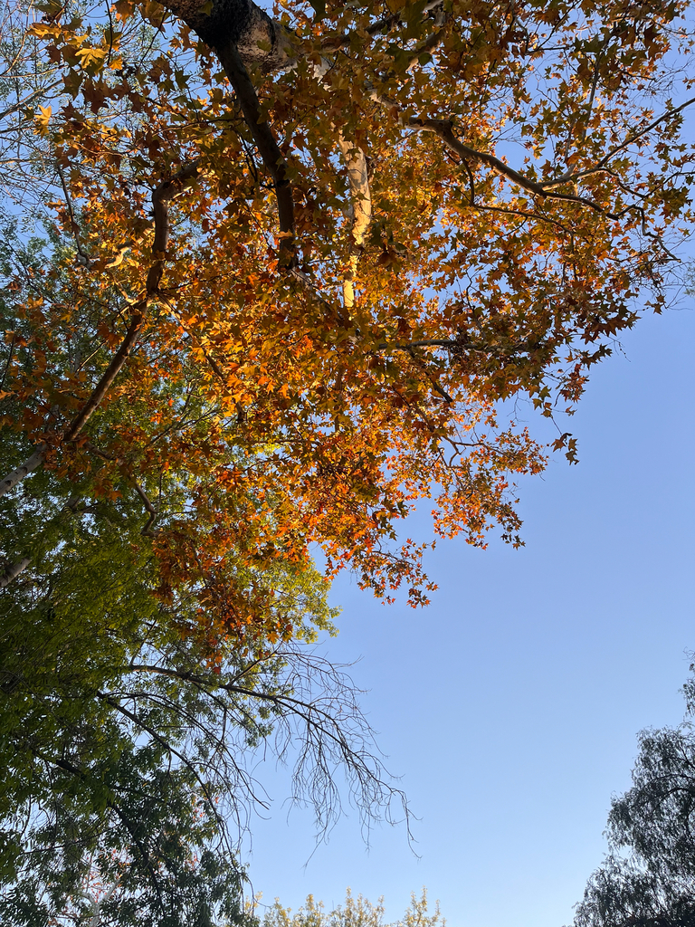 western sycamore from N Richman Knoll, Fullerton, CA, US on January 15 ...