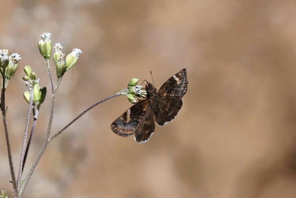 False Duskywing from Teotitlán del Valle, Oax., Mexico on January 23 ...