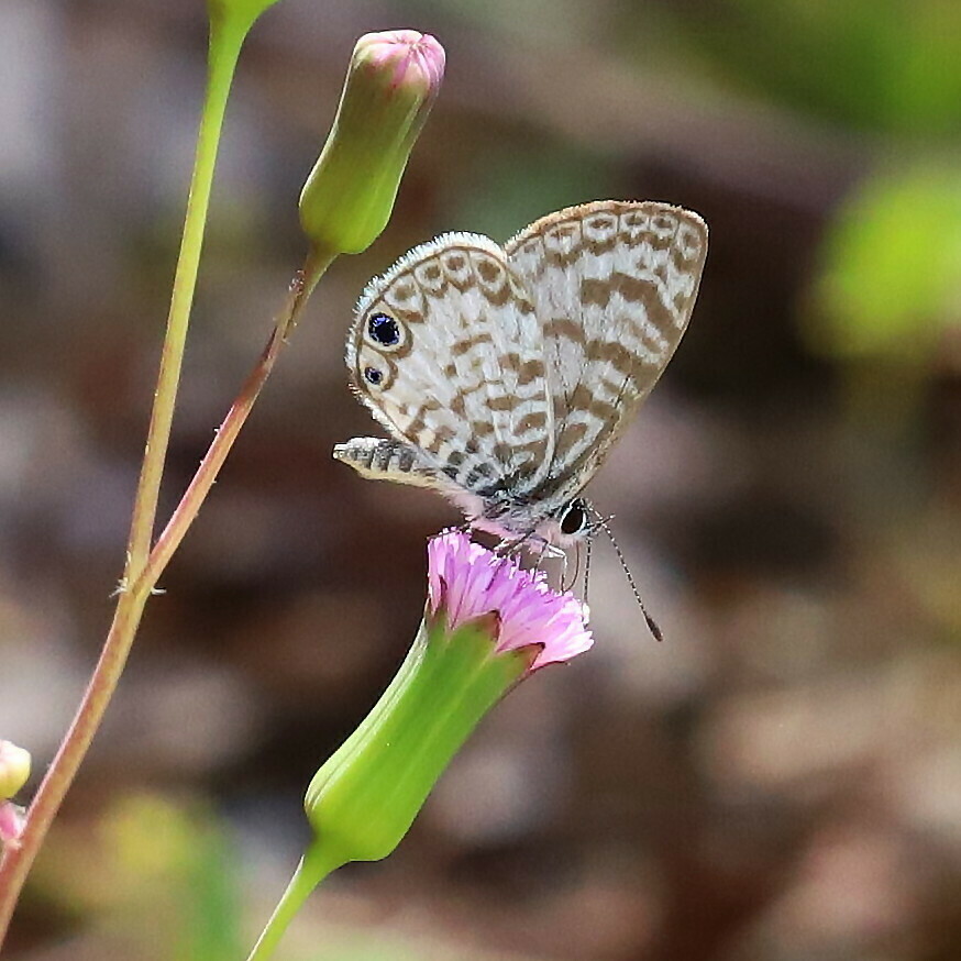 Cassius Blue from Tampa, FL, USA on February 16, 2023 at 10:17 AM by ...