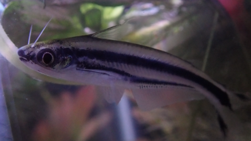 Pareutropius buffei · NaturaLista Colombia