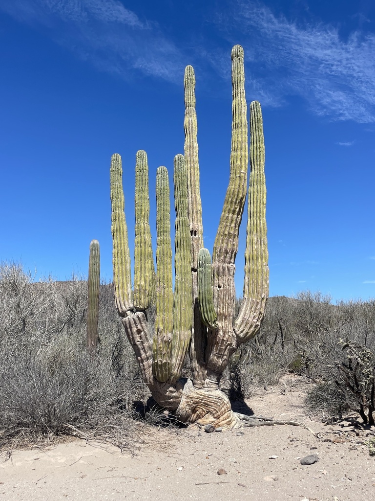 Mexican Giant Cactus from Bahía de Loreto National Park, Loreto, B.C.S ...