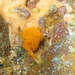 Clathrina rubra · iNaturalist
