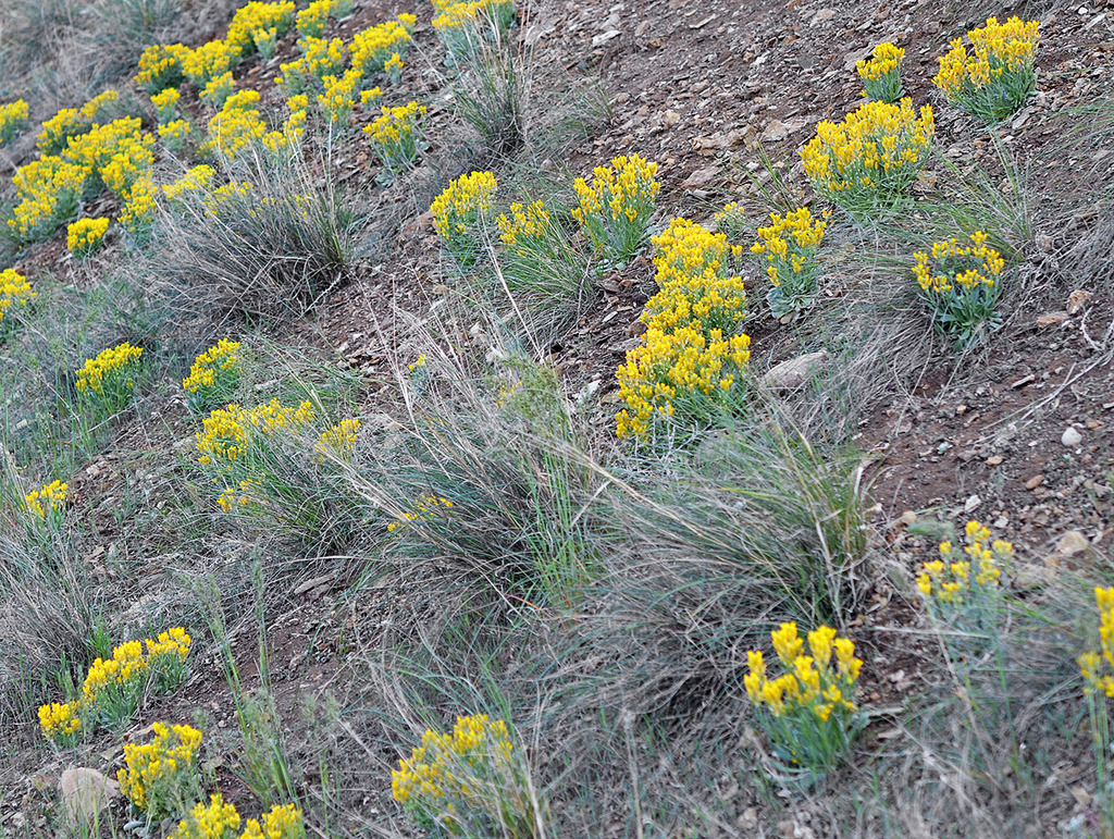 Chambers' twinpod in May 2014 by Gerry Carr. 4115 ft. elev. · iNaturalist