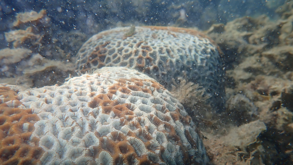 Coelastrea from Hervey Bay - Pt A, AU-QL, AU on May 12, 2022 at 12:00 ...