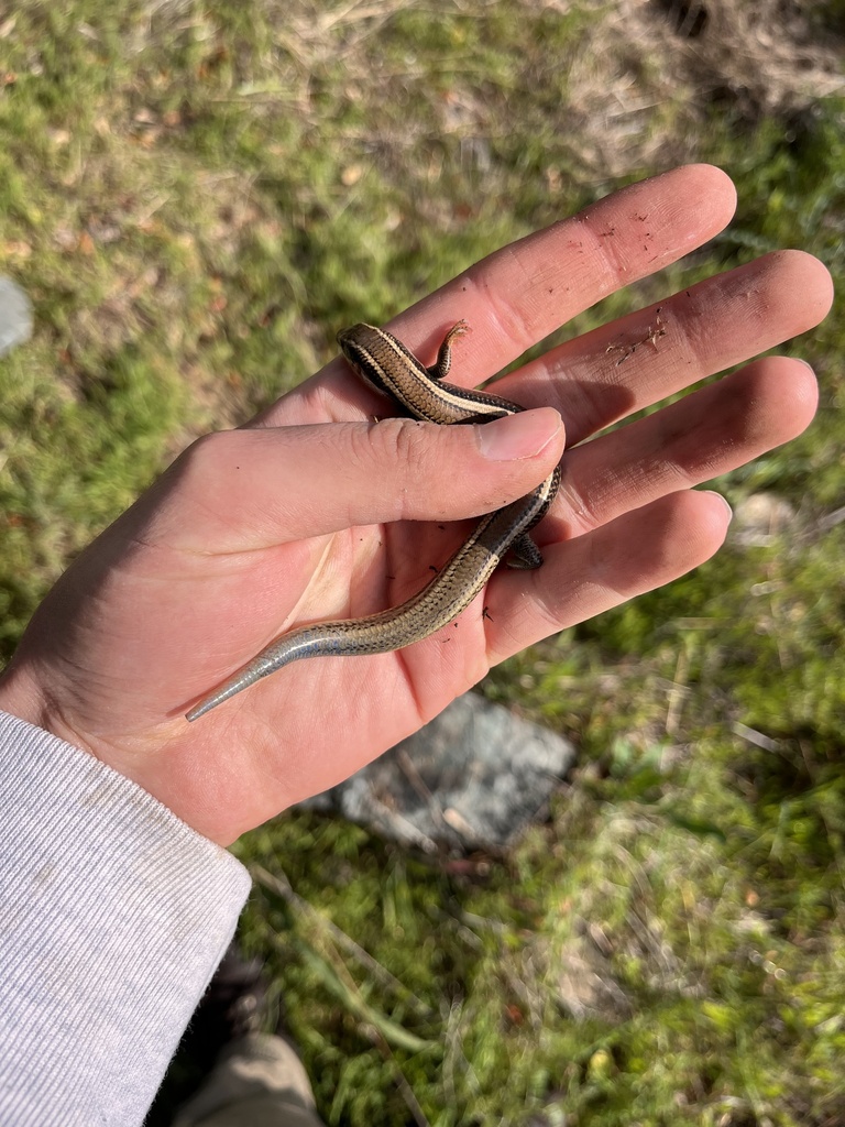 Western Skink in March 2025 by wildlife_adventures. A herping disaster here. No one here knows ...
