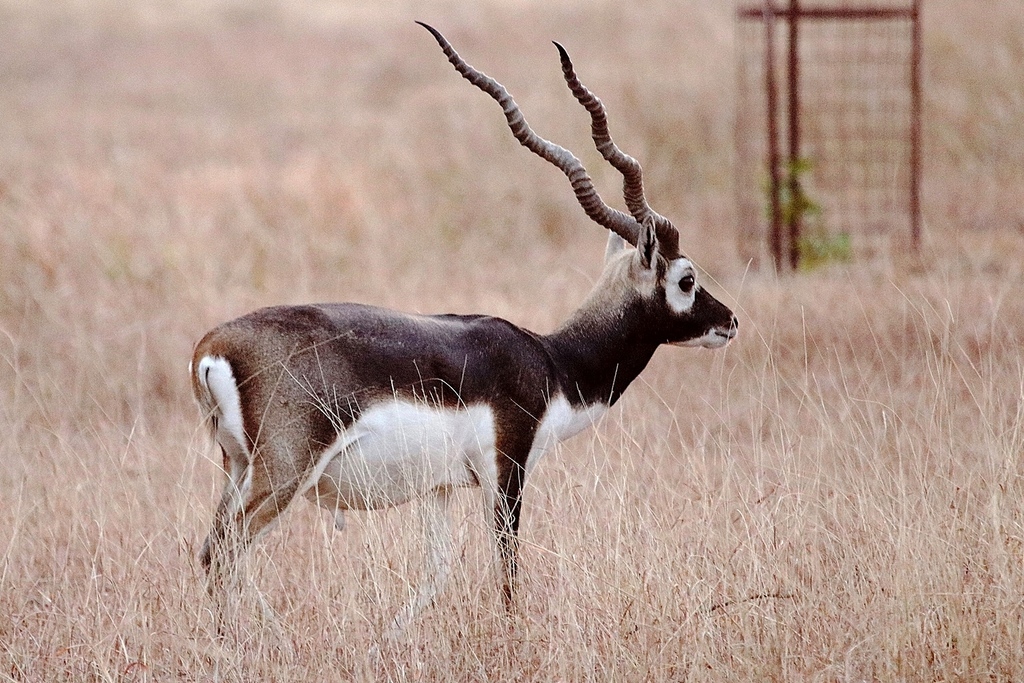 Typical Antelopes (Antilopini) - Know Your Mammals