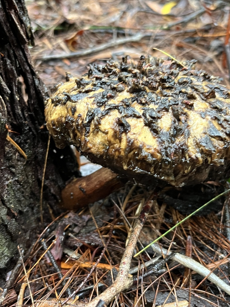 Boletellus from Cliff Dr, Katoomba, NSW, AU on March 7, 2025 at 04:52 ...