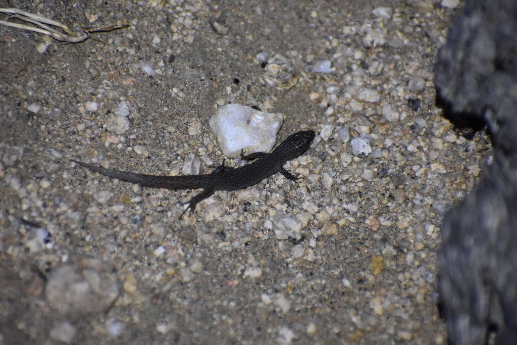 Desert Night Lizard from Joshua Tree National Park, Desert Hot Springs ...