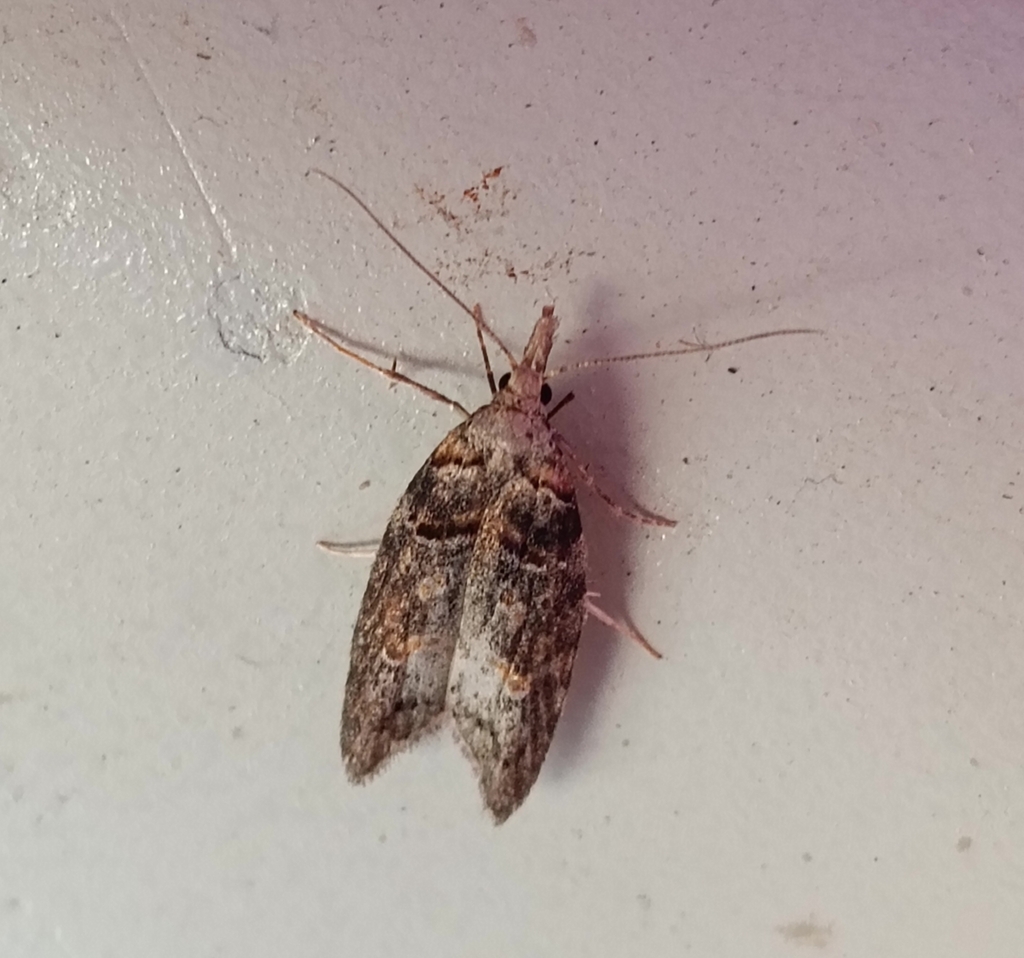 Raspberry Bud Moth from 7073, New Zealand on March 3, 2025 at 11:38 PM ...