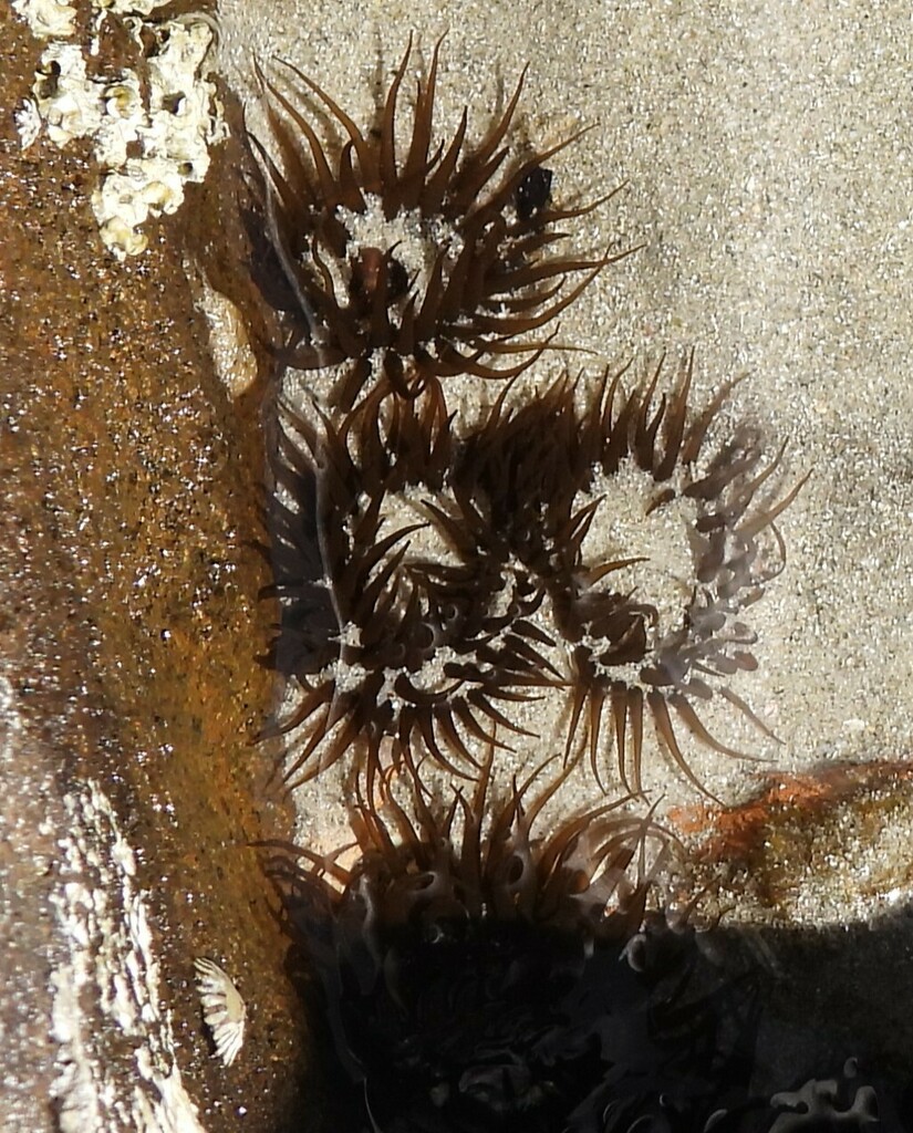 Green snakelock anemone from Southwest TAS 7116, Australia on March 07 ...