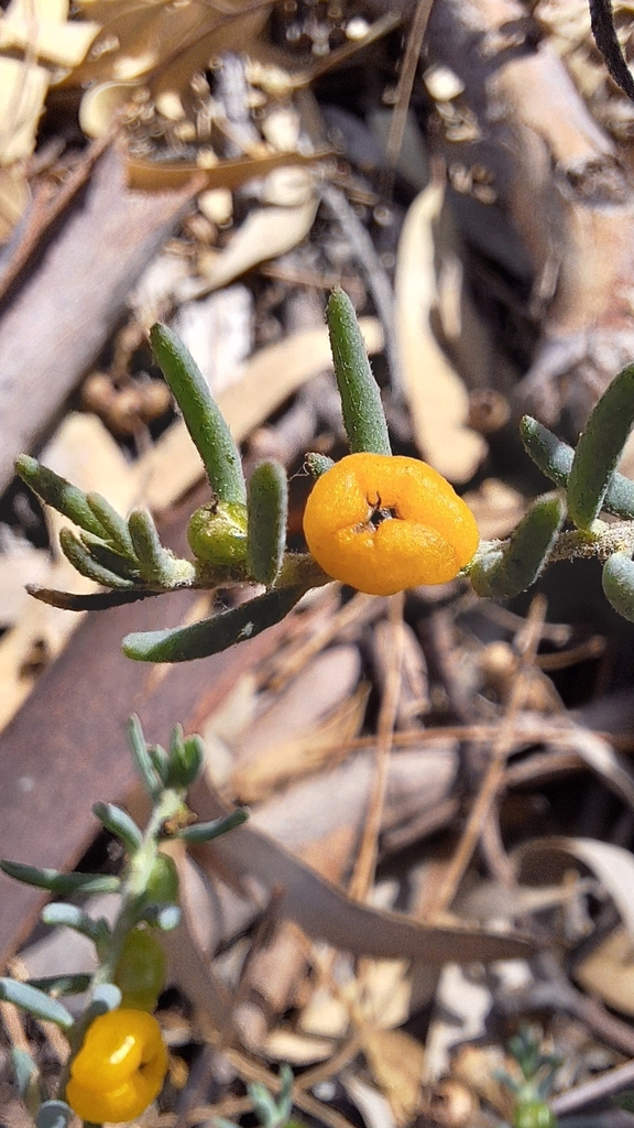 Barrier Saltbush from Stop Z1 Anzac Hwy - South East side, Adelaide SA ...